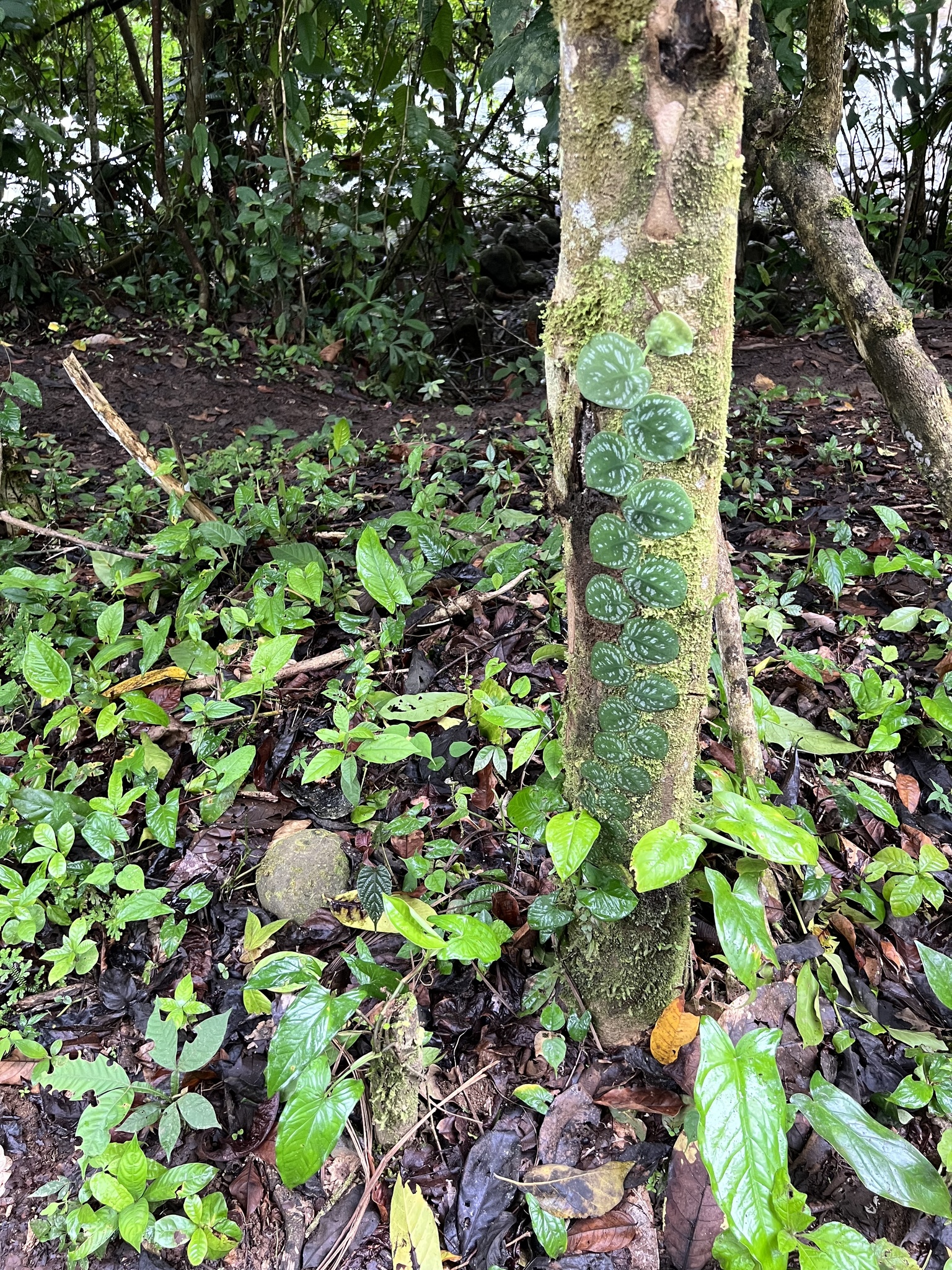 Monstera tuberculata var. brevinoda (Standl. & L.O.Williams) Madison