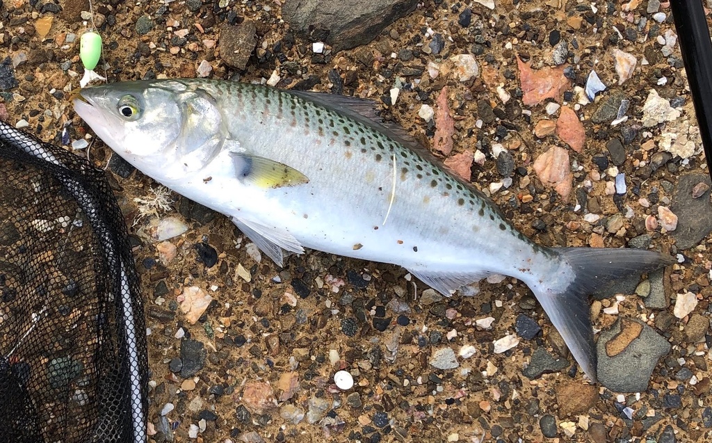 Eastern Australian Salmon from Te Ika-a-Māui/North Island, Wellington ...