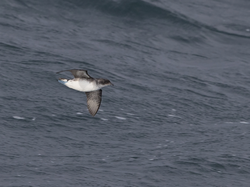 Common Diving Petrel (Pelecanoides urinatrix) - Avian Discovery