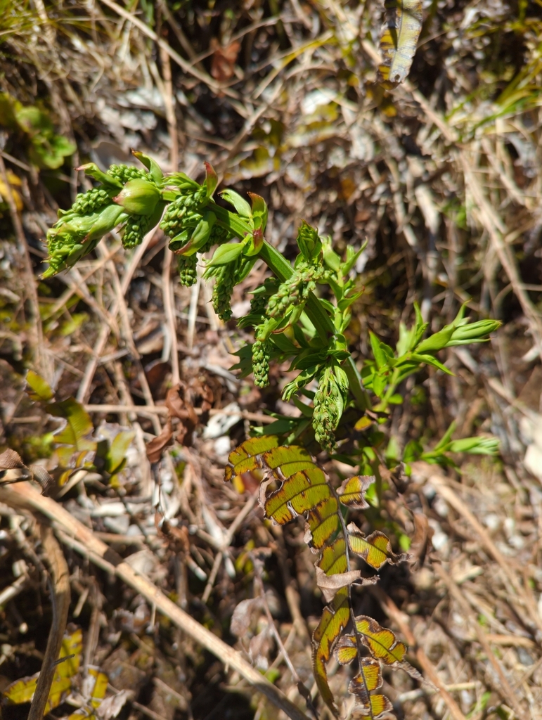 Tutu from Inglewood 4386, New Zealand on November 14, 2022 at 12:35 PM ...