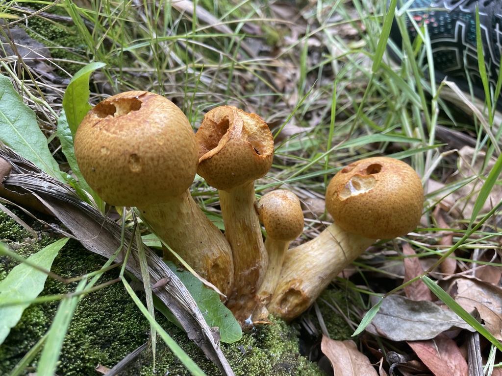 Spectacular Rustgill in November 2022 by Daughter of Umay · iNaturalist