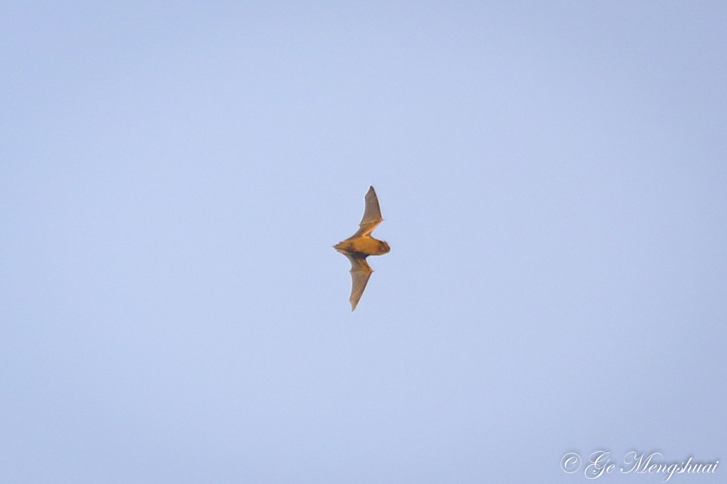 Chinese Noctule from 中国北京市海淀区 on October 17, 2020 at 04:53 PM by ...