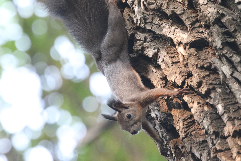 Manchurian Red Squirrel from 中国北京市海淀区 on October 9, 2019 at 03:53 PM by ...