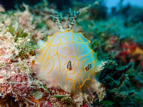 Halgerda guahan · iNaturalist Mexico