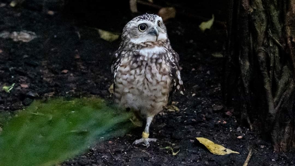 Burrowing Owl in November 2022 by Carman Chew · iNaturalist