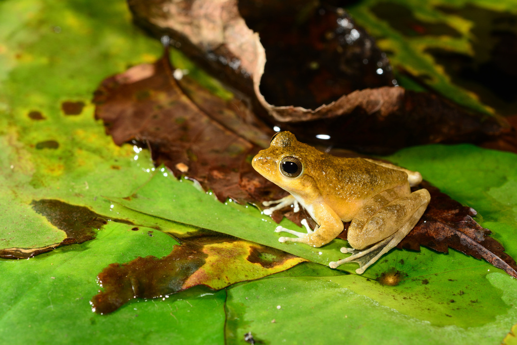 Ota's stream tree frog from 台灣屏東縣 on November 09, 2022 at 06:32 PM by ...