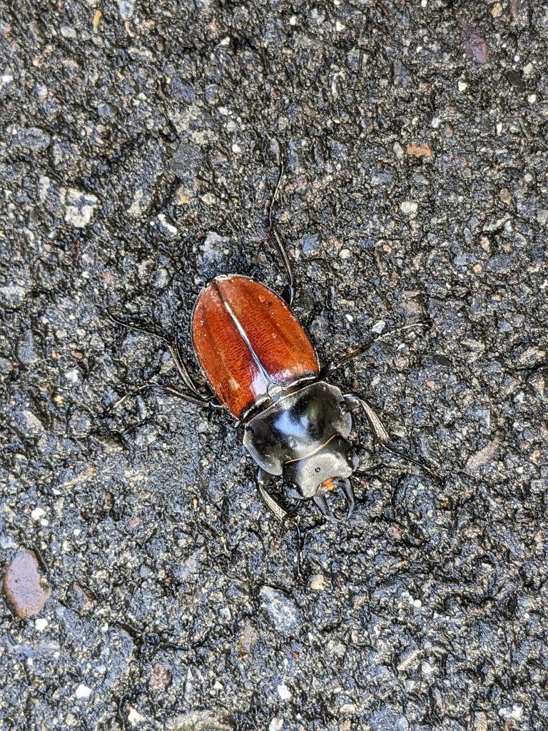 Neolucanus swinhoei from 231台灣新北市新店區粗坑里 on October 22, 2022 at 10:26 AM ...