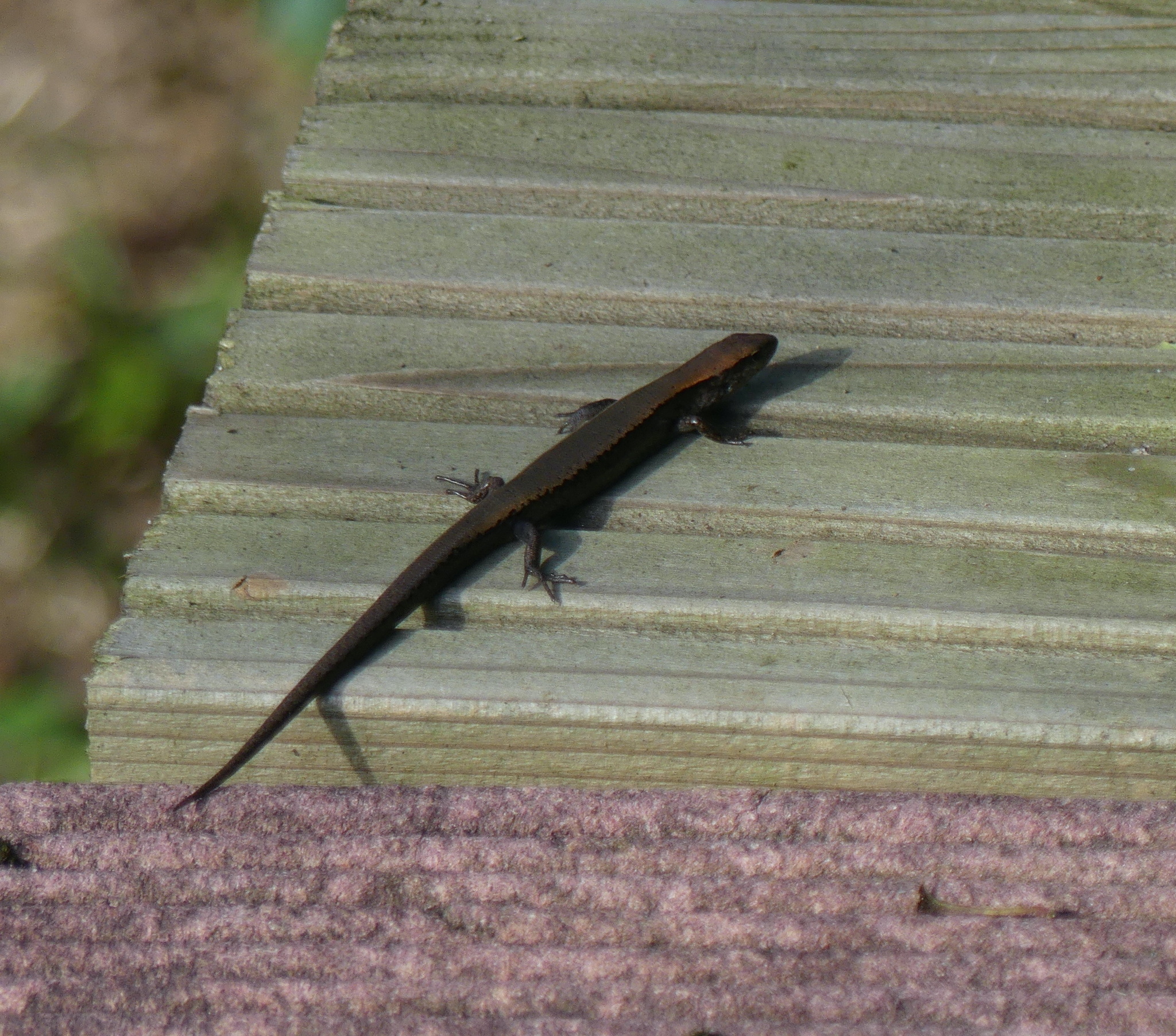 Scincella vandenburghi (Schmidt, 1927)