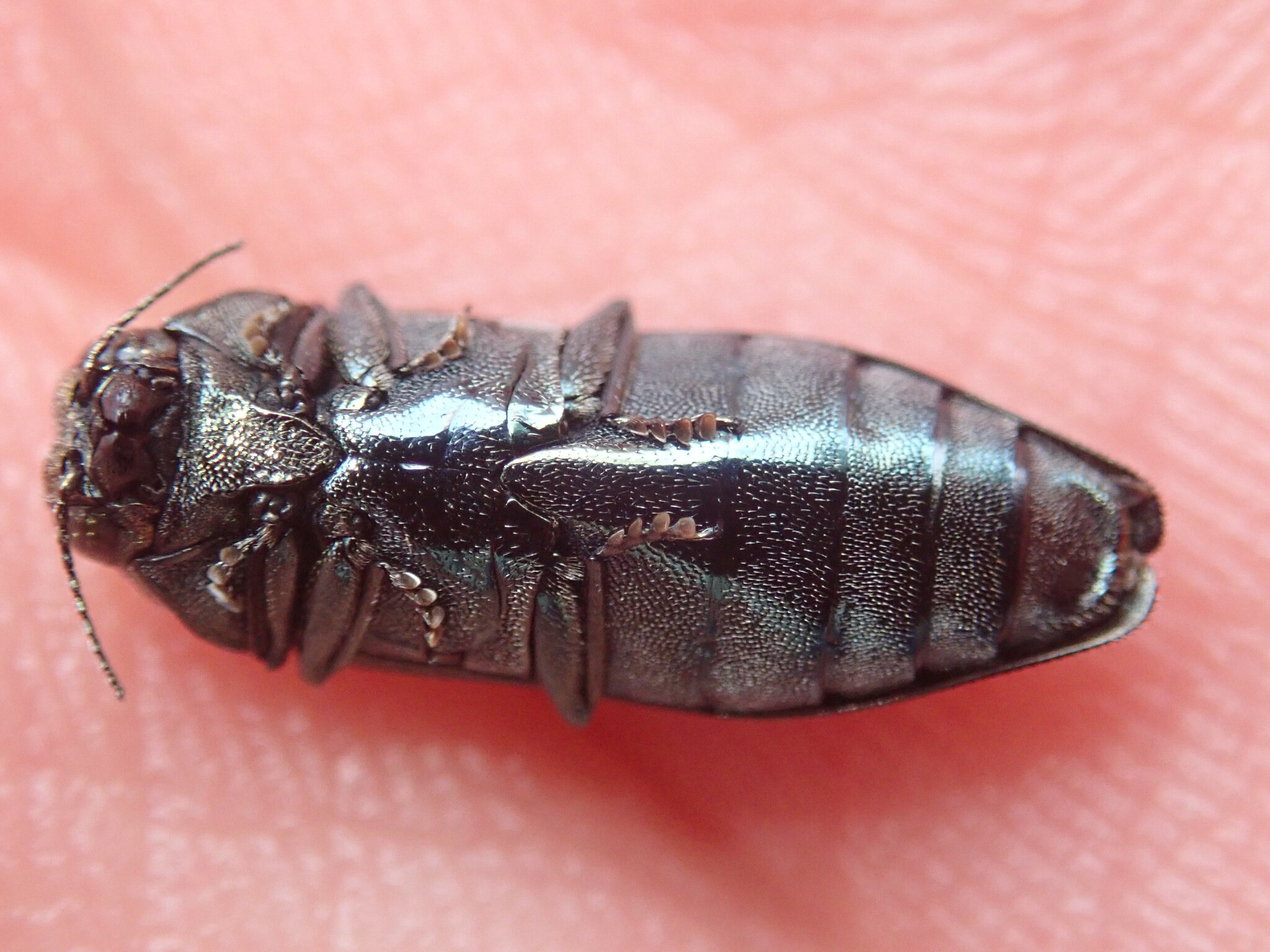 Coraebus undatus (Fabricius, 1787)