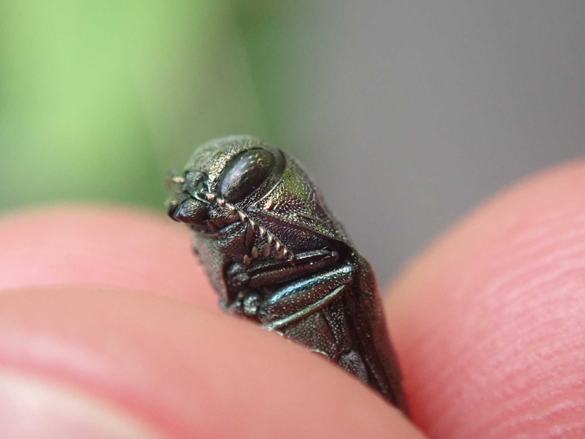 Coraebus undatus (Fabricius, 1787)