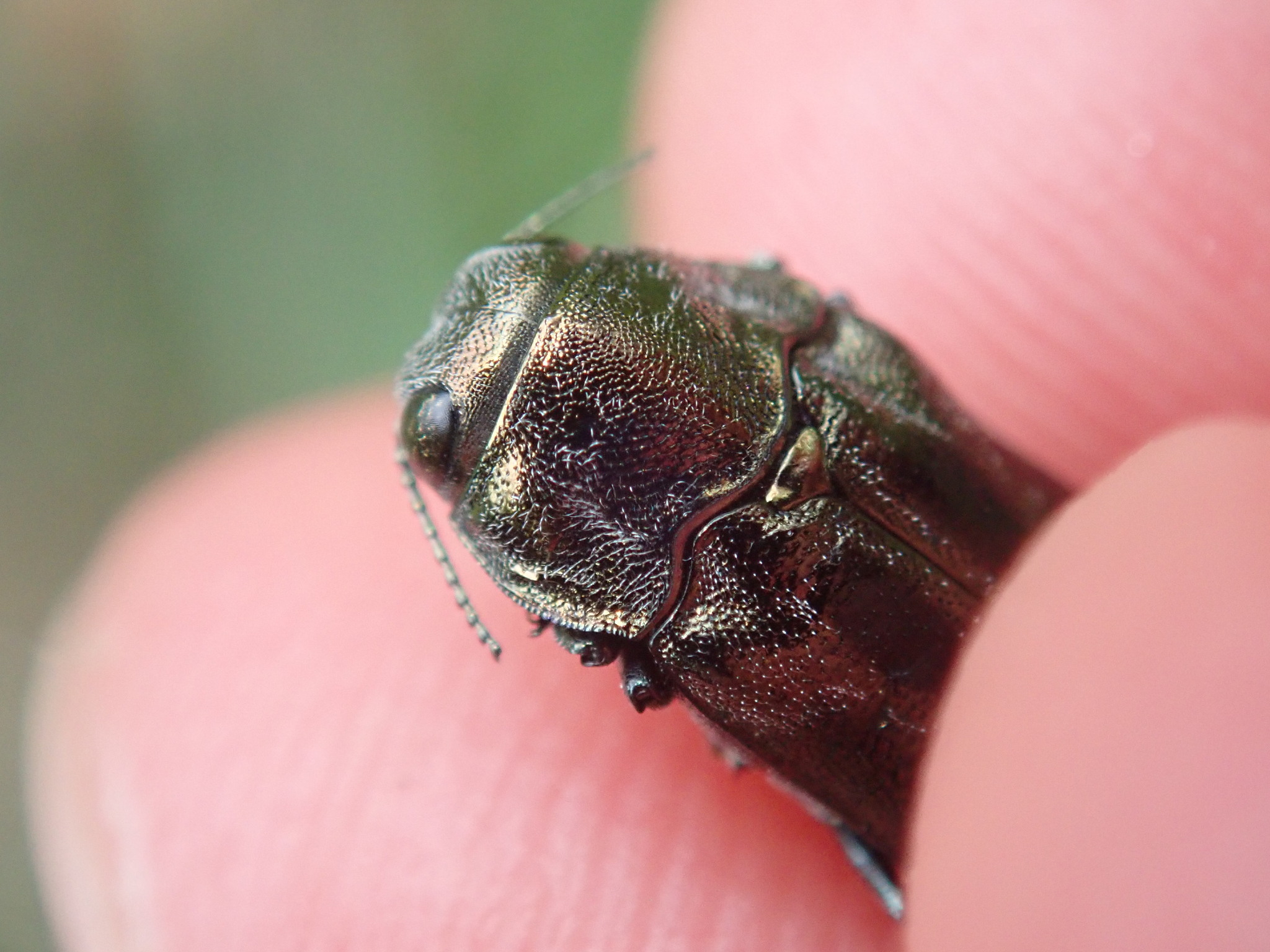 Coraebus undatus (Fabricius, 1787)