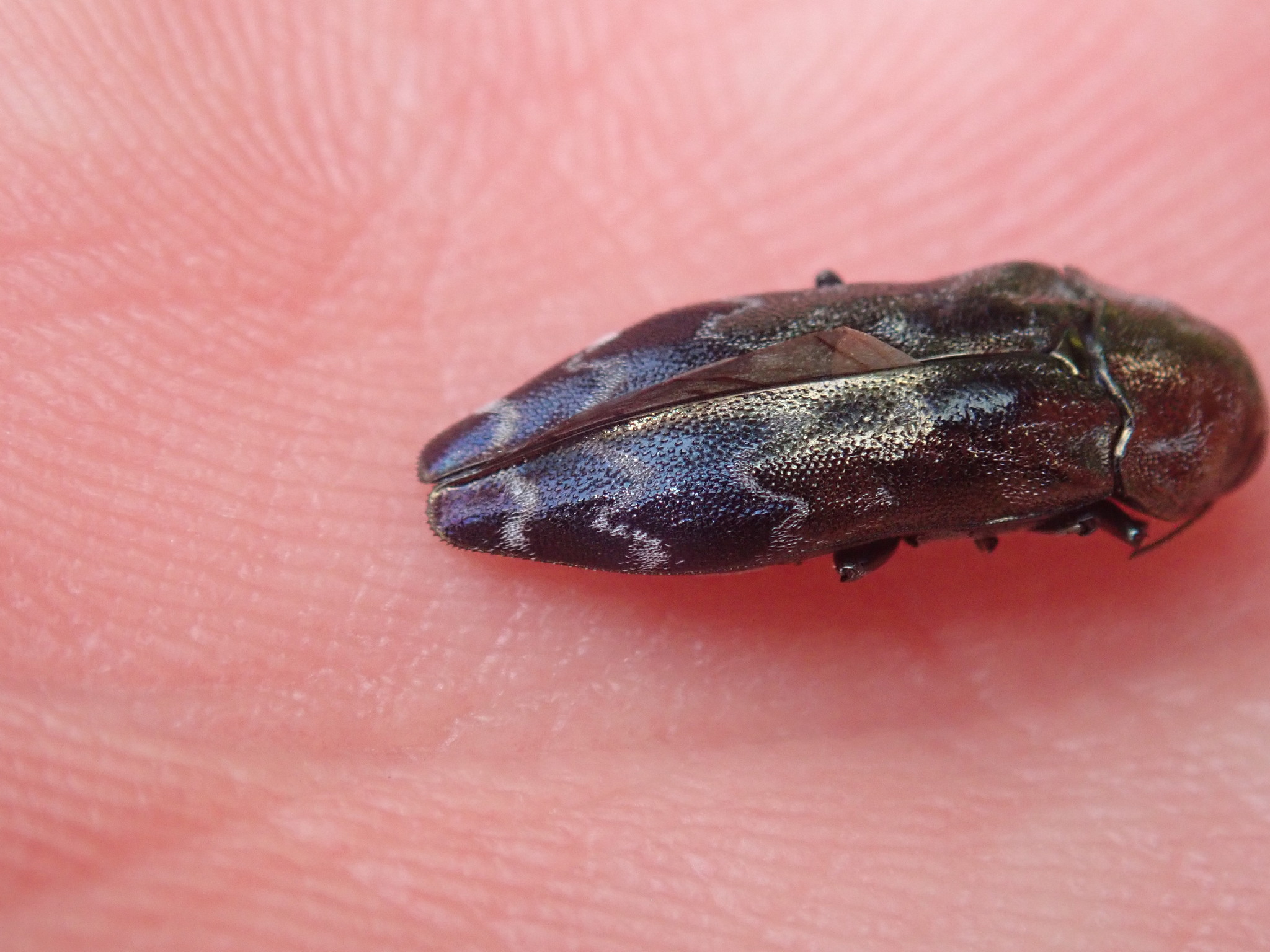 Coraebus undatus (Fabricius, 1787)