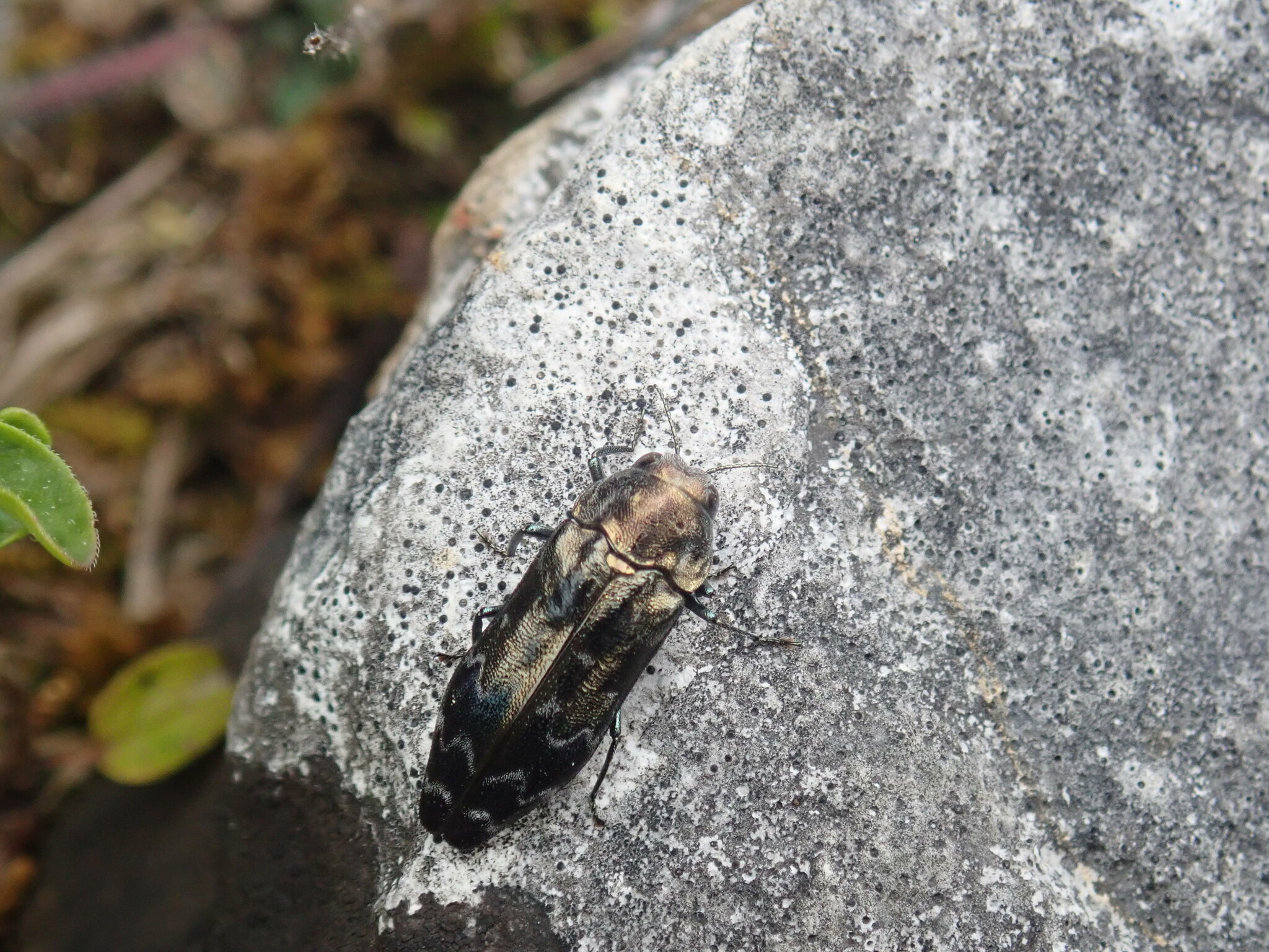 Coraebus undatus (Fabricius, 1787)
