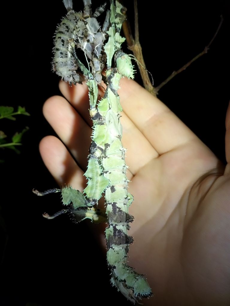 Spiny Leaf insect from East Barron QLD 4883, Australia on November 15 ...