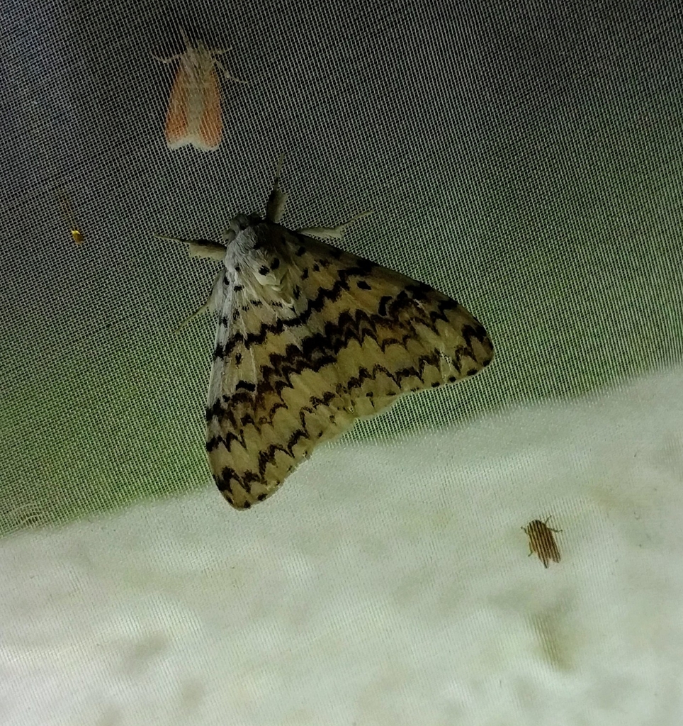 Lymantria brotea from 28750 Bentong, Pahang, Malaysia on September 9 ...