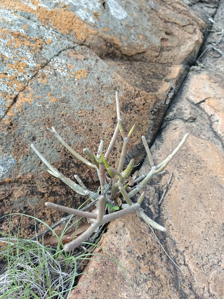 Caustic Vine in November 2022 by Candice Mckibbin · iNaturalist