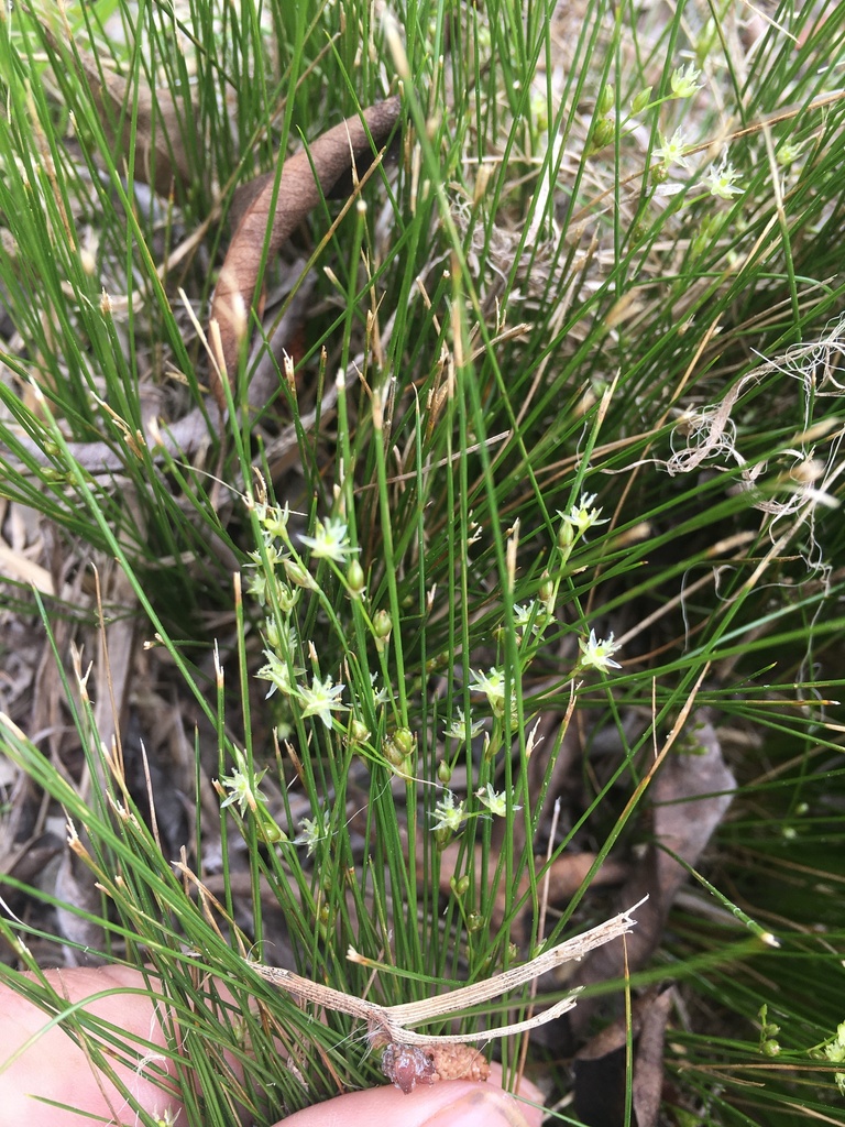 Slender Path Rush from Hoekwil, Wilderness, 6538, South Africa on ...