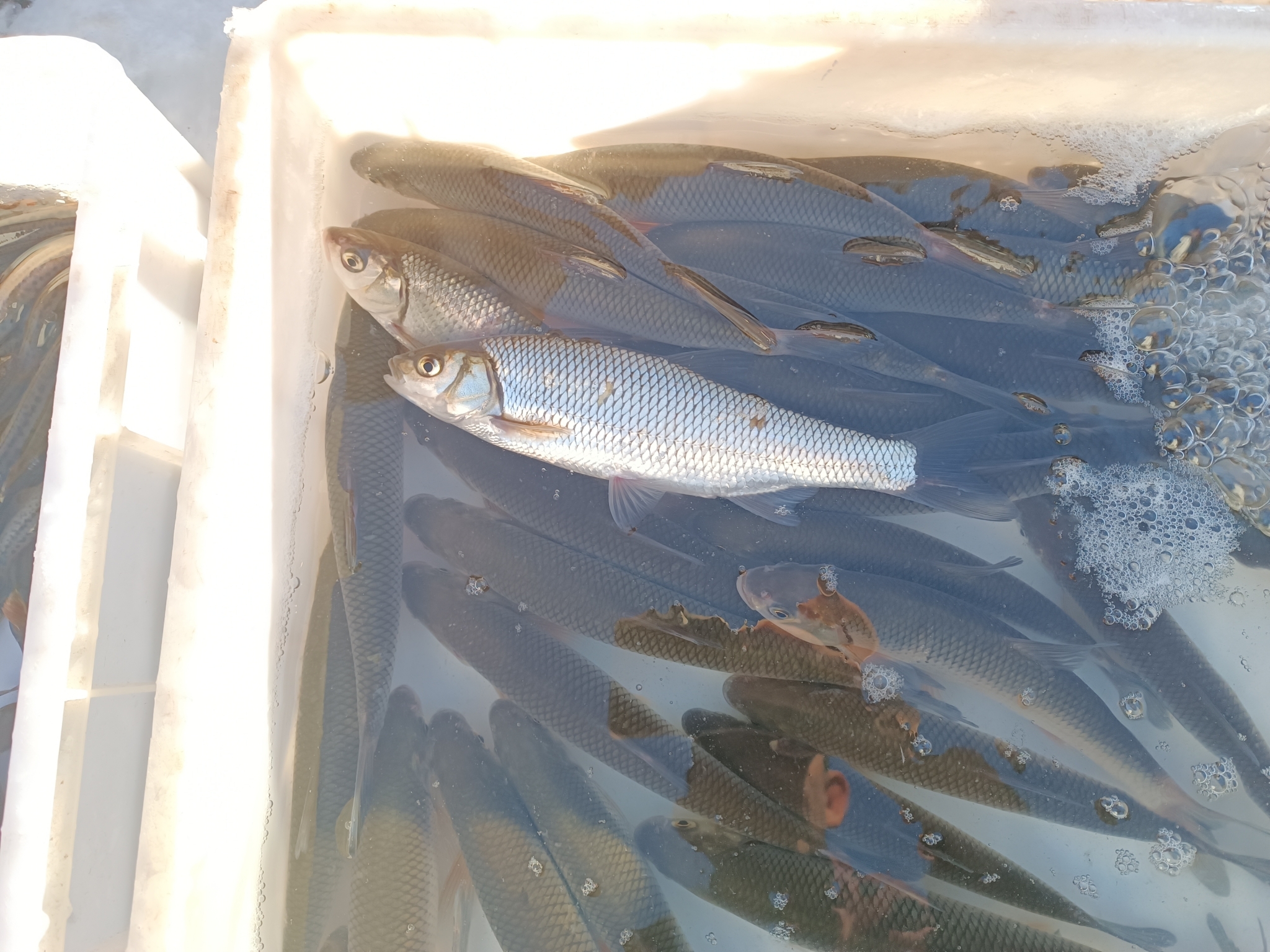 Leuciscus waleckii (Dybowski, 1869)