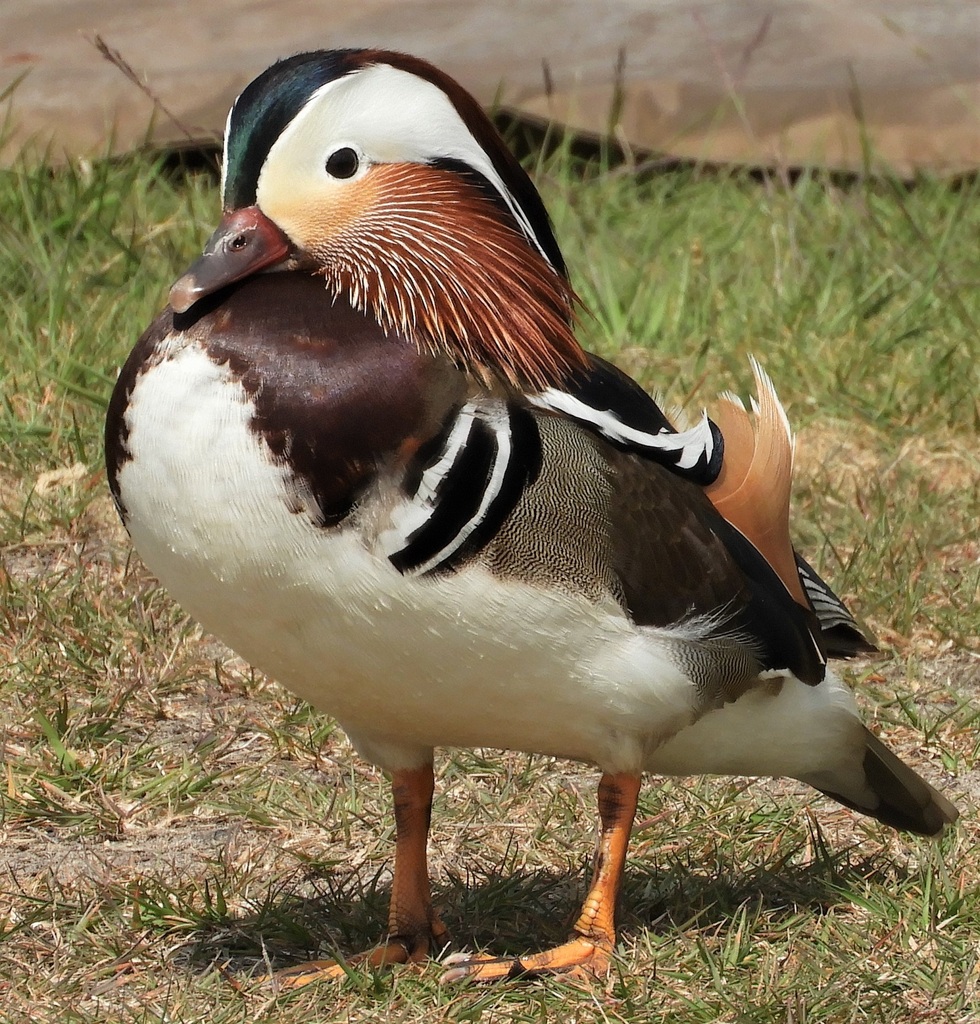 Mandarin Duck from 6024 Budel-Dorplein, Nederland on May 17, 2020 at 01 ...