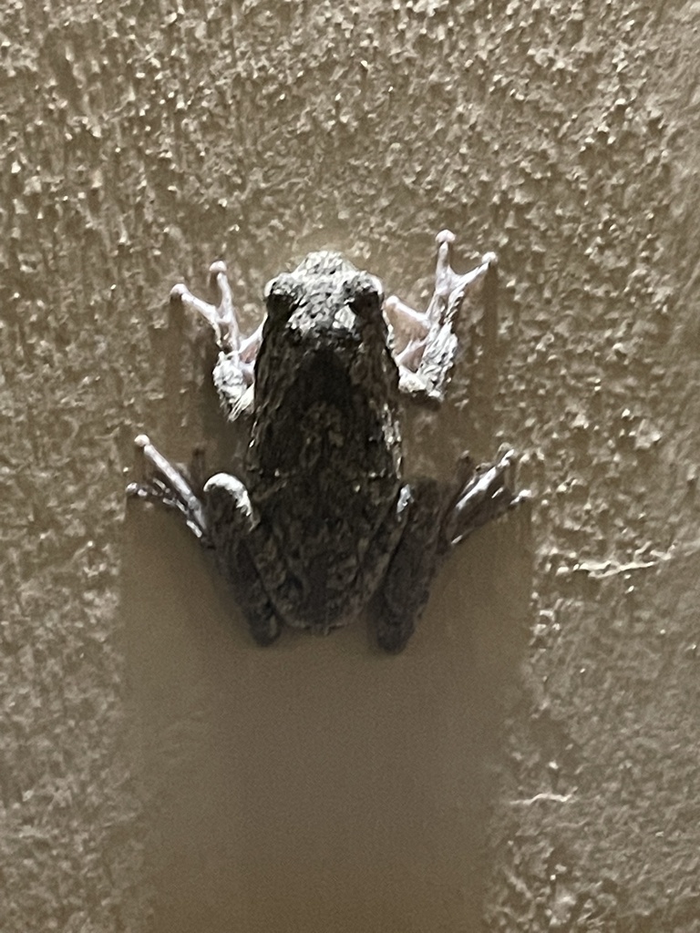 Chiromantis xerampelina desde Chimoio, Cidade De Chimoio, MZ el 09 de ...