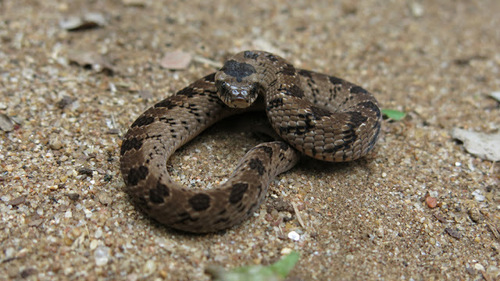 Snouted Night Adder (Snakes of southern Africa) · iNaturalist