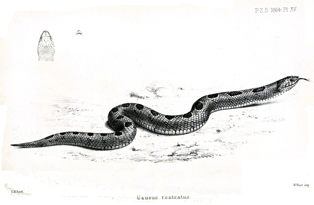 Snouted Night Adder (Snakes of southern Africa) · iNaturalist