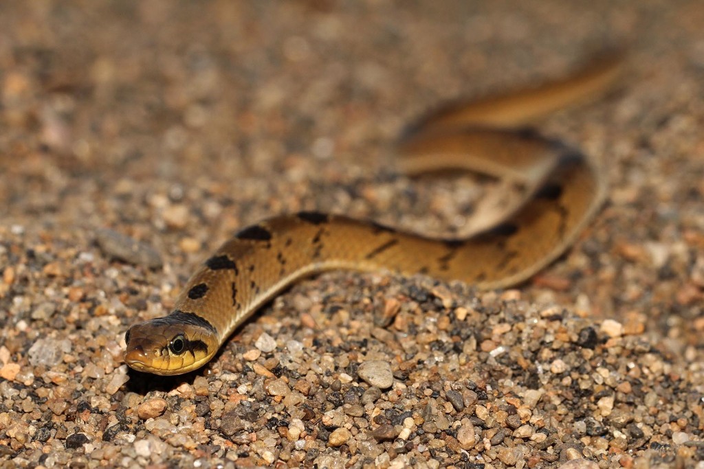 Snouted Night Adder (Snakes of southern Africa) · iNaturalist