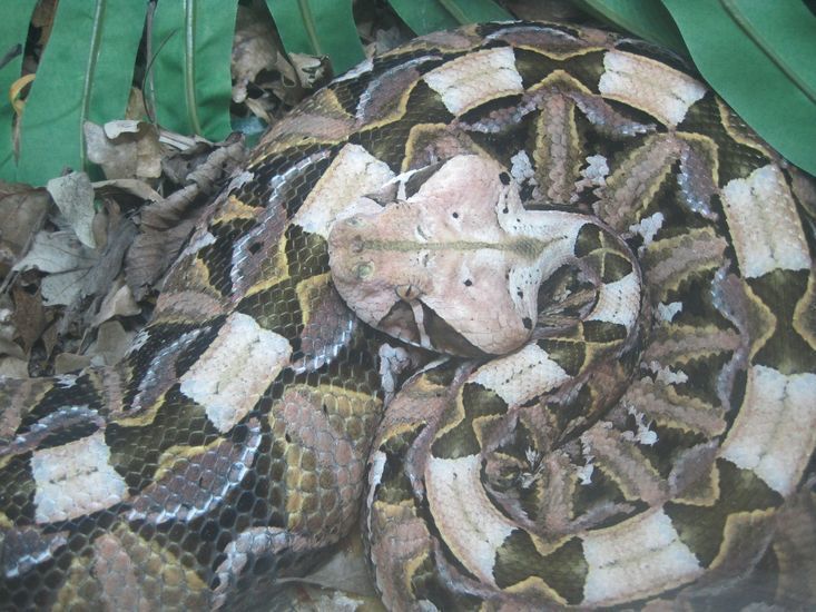 Gaboon Adder (Snakes of southern Africa) · iNaturalist
