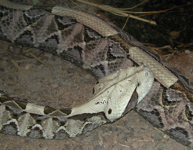 Gaboon Adder (Snakes of southern Africa) · iNaturalist