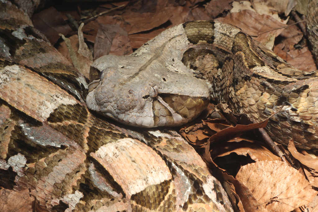 Gaboon Adder (Snakes of southern Africa) · iNaturalist
