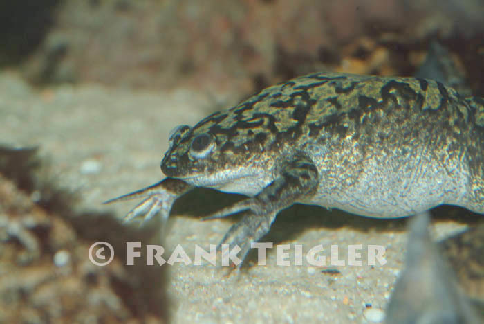 African Clawed Frog (Frogs of South Africa) · iNaturalist
