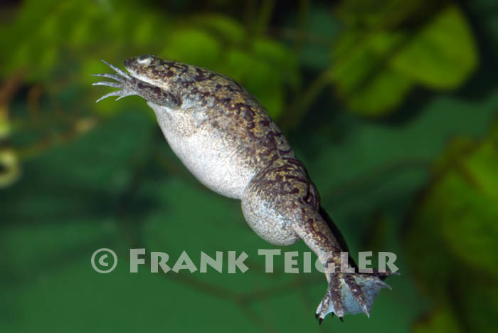 African Clawed Frog (Frogs of South Africa) · iNaturalist