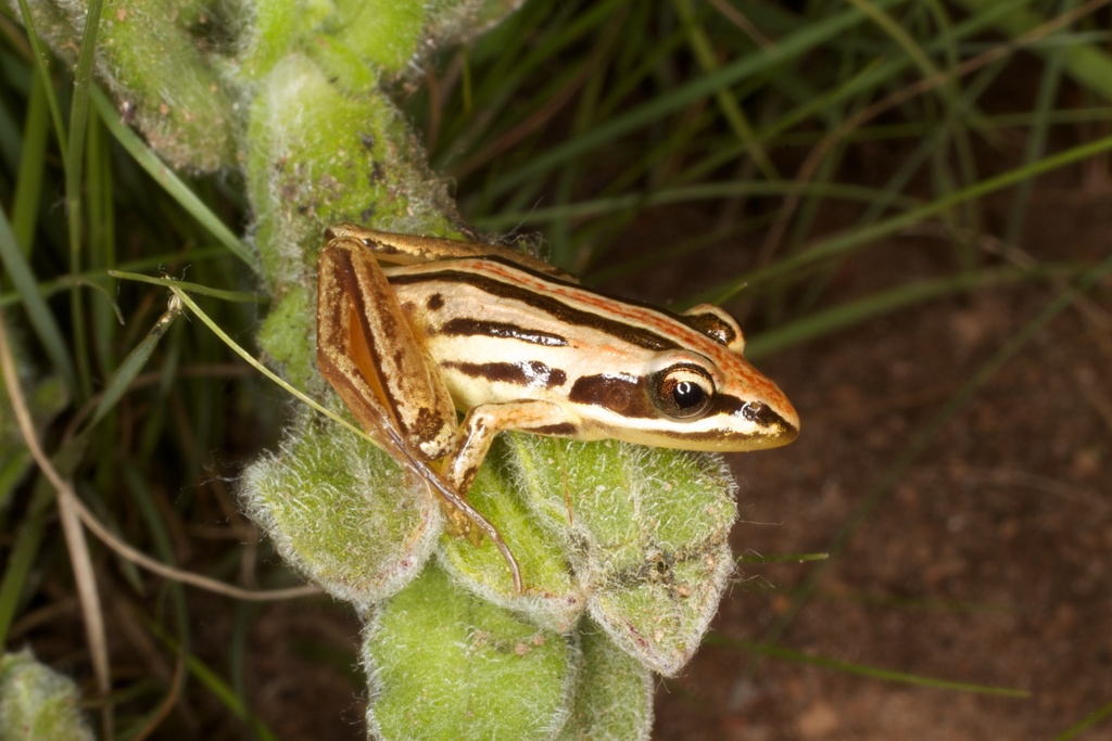 Striped Stream Frog (Frogs of South Africa) · iNaturalist