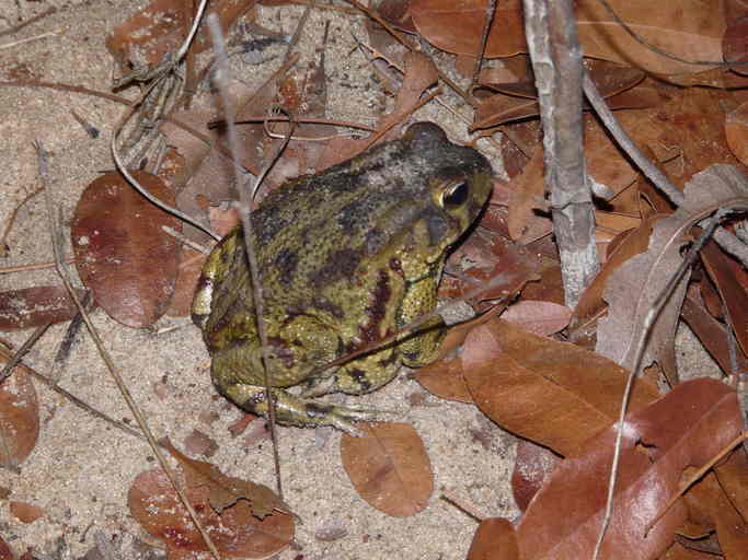 Power's Toad (Frogs of South Africa) · iNaturalist