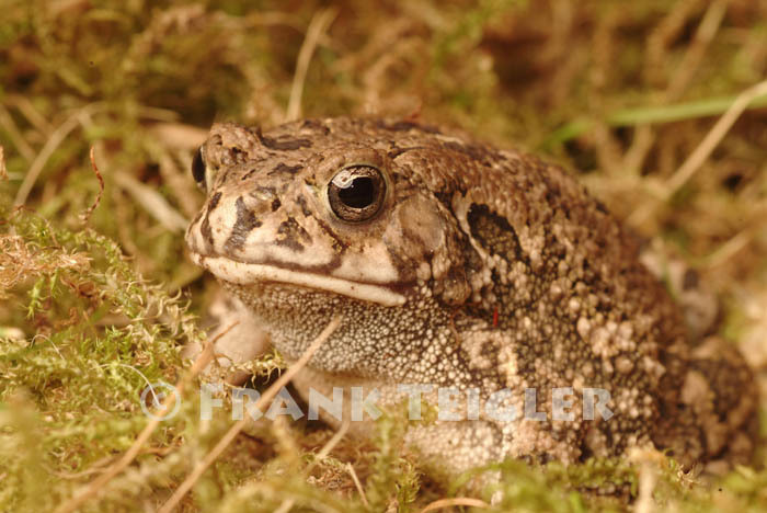 African Common Toad (Frogs of South Africa) · iNaturalist