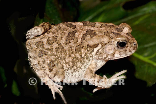 African Common Toad (Frogs of South Africa) · iNaturalist