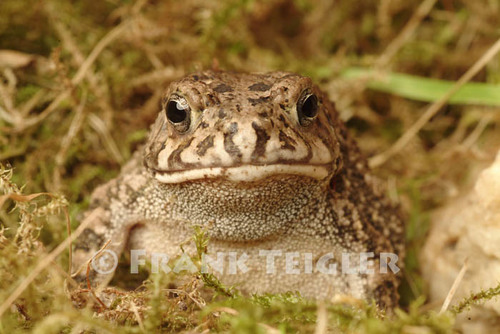 African Common Toad (Frogs of South Africa) · iNaturalist