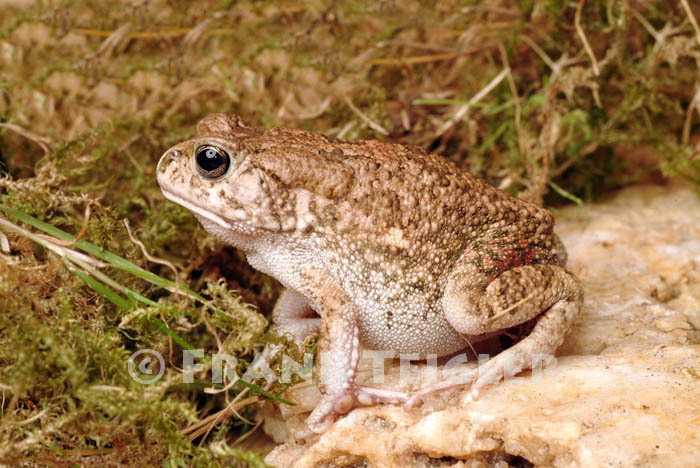 African Common Toad (Frogs of South Africa) · iNaturalist