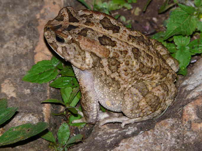 African Common Toad (Frogs of South Africa) · iNaturalist