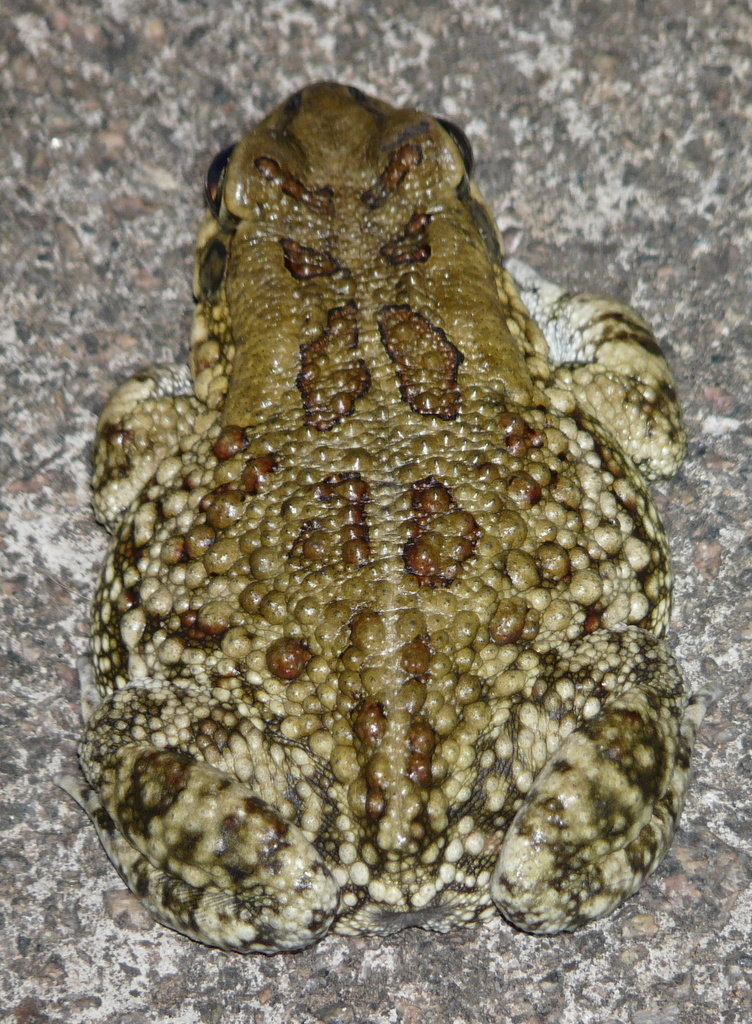 Garman's Toad (Frogs of South Africa) · iNaturalist