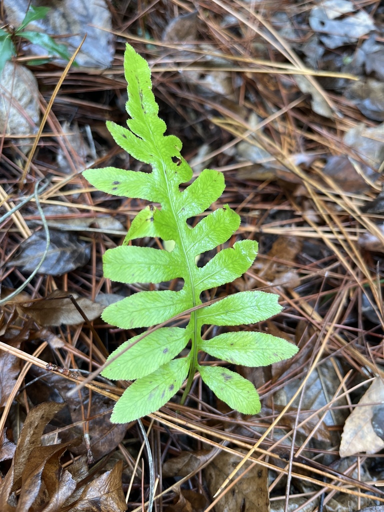 netted chain fern from Gautier, MS, US on November 15, 2022 at 09:11 AM ...