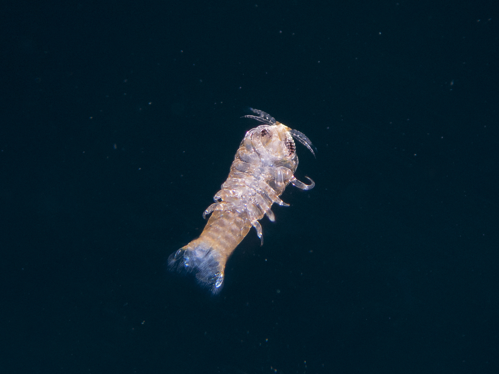 Fish-associated Isopods from near Markelou islet, Saronida, Attica ...