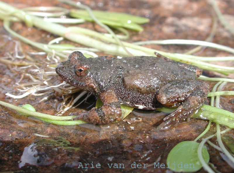 Namaqua dainty frog (Frogs of South Africa) · iNaturalist