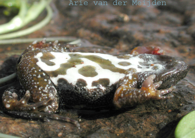 Namaqua dainty frog (Frogs of South Africa) · iNaturalist