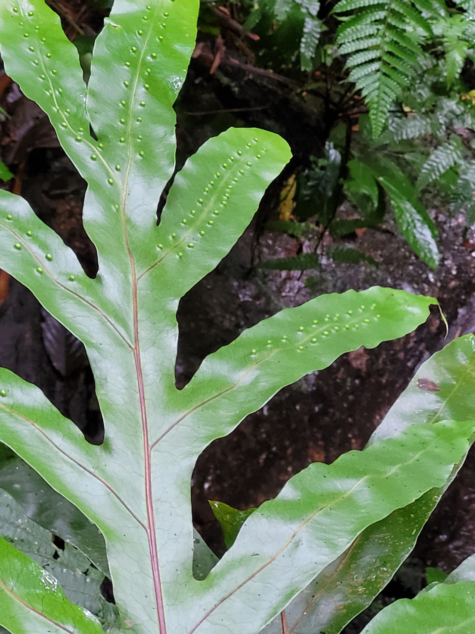 Microsorum membranifolium (R.Br.) Ching