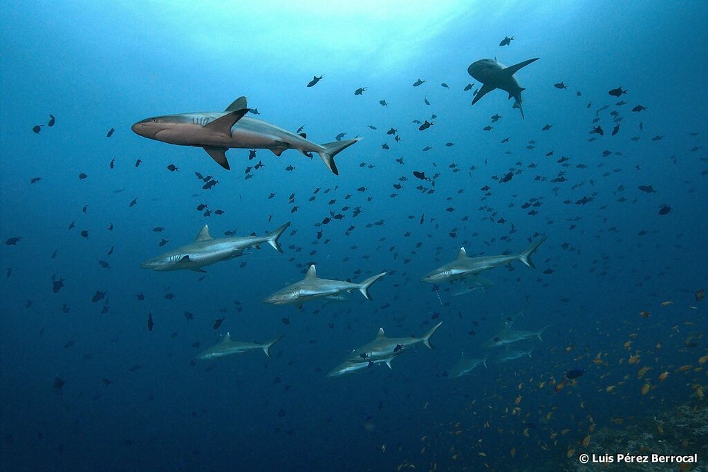 Sharks (Selachii) - Marine Life Identification