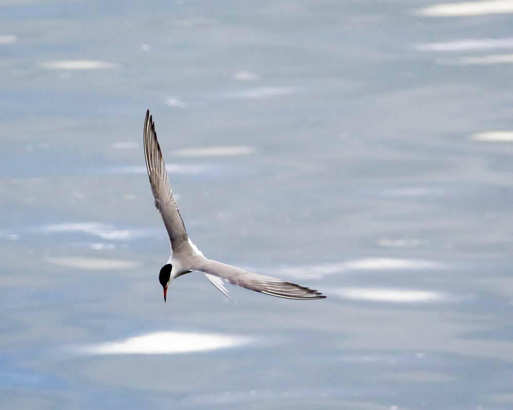 Common Tern from Krasnoyarsk, Krasnoyarsk Krai, Russia on August 06 ...
