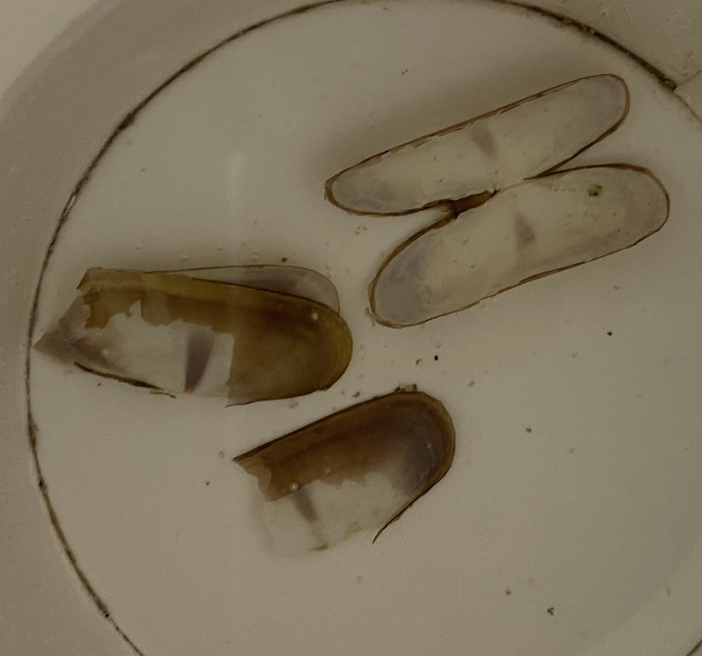 Tagelus divisus (Spengler, 1794)