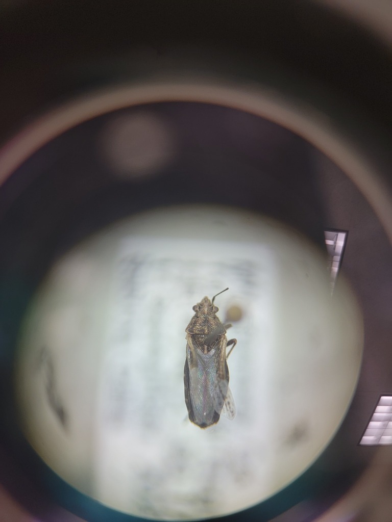 Neortholomus scolopax from Arden Hills, MN, USA on September 17, 2022 ...