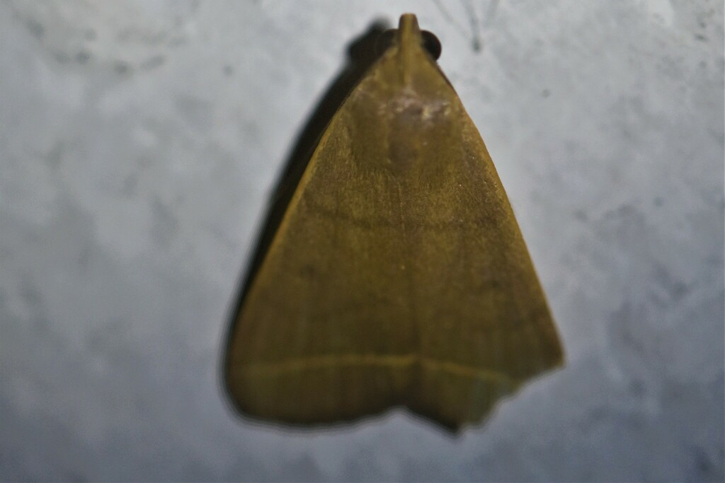 Simplicia cornicalis from Inwood, FL, USA on November 12, 2022 at 09:09 ...